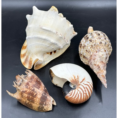 Large quantity of tropical shells from Oman, Northern Indian Ocean and ...
