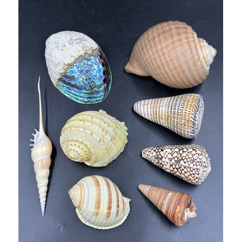 Large quantity of tropical shells from Oman, Northern Indian Ocean and ...