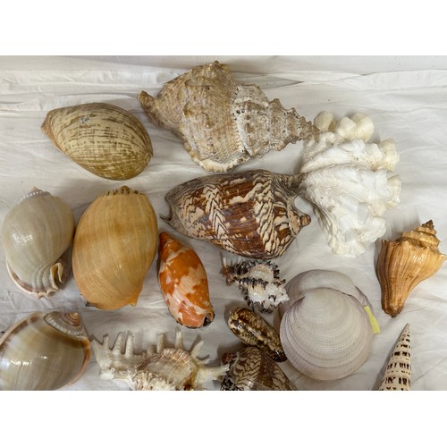 Large quantity of tropical shells from Oman, Northern Indian Ocean and ...