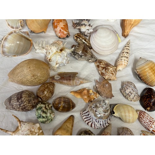 Large quantity of tropical shells from Oman, Northern Indian Ocean and ...
