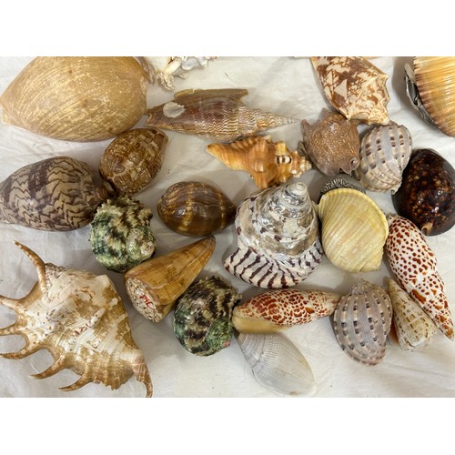 Large quantity of tropical shells from Oman, Northern Indian Ocean and ...