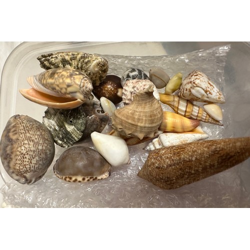 Large quantity of tropical shells from Oman, Northern Indian Ocean and ...