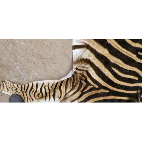 Taxidermy, a zebra skin rug 101"L