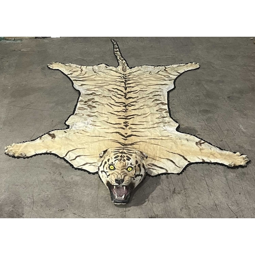 Taxidermy: Bengal Tiger (Panthera tigris tigris), early 20th century ...