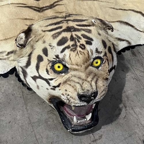 Taxidermy: Bengal Tiger (Panthera tigris tigris), early 20th century ...