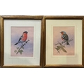 Simon Turvey (British, 20th Century), two watercolours of a bullfinch ...