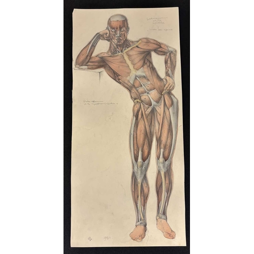 Laurence Scarfe (British, 1914-1993), a collection of anatomical ...