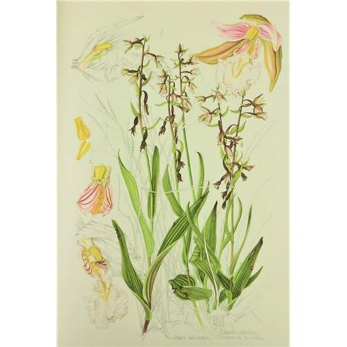 Sex (Susan) & Sayers (B.) Ireland's Wild Orchids, folio, Belfast ...