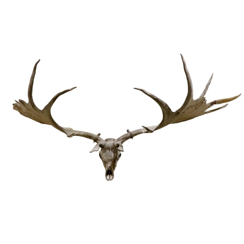 A very large Specimen of Cervus Giganteus Hibernicus, or Gigantic Irish ...