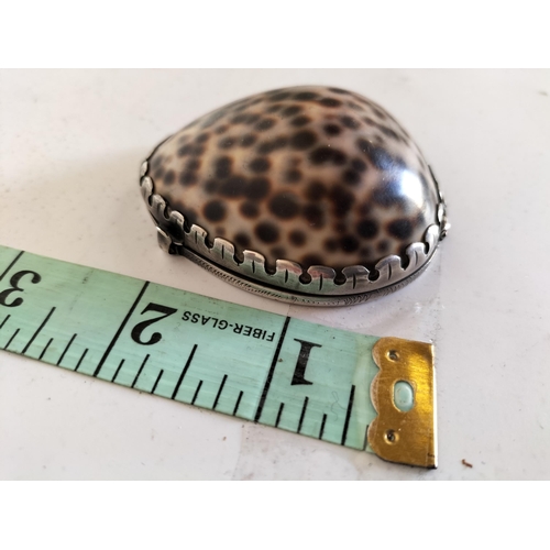 Very Very Rare. Cypraea Cowrie Tigris Brown Spotted Seashell on Silver ...