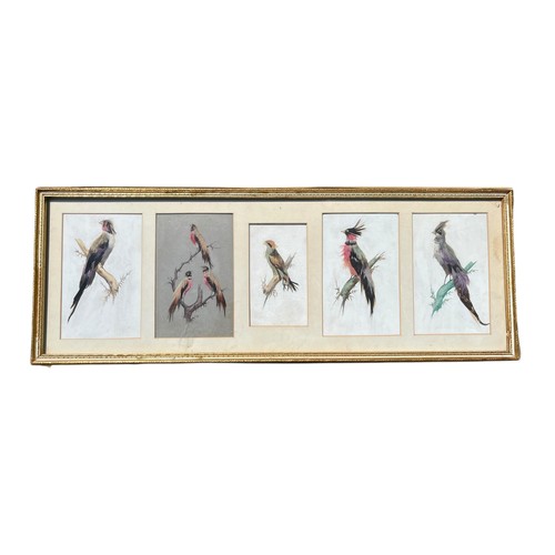 A FRAMED BIRDS OF PARADISE (SET OUT IN FEATHERS) 23X8"