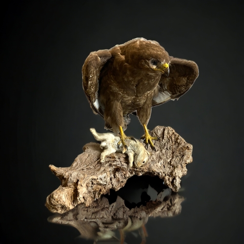 A LARGE TAXIDERMY BUZZARD WITH ITS PREY. MOUNTED ON WOODEN BASE. 41CM TALL