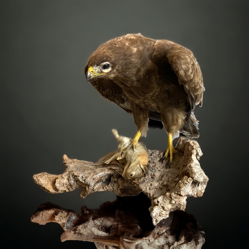 A LARGE TAXIDERMY BUZZARD WITH ITS PREY. MOUNTED ON WOODEN BASE. 41CM TALL