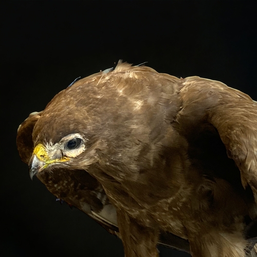 A LARGE TAXIDERMY BUZZARD WITH ITS PREY. MOUNTED ON WOODEN BASE. 41CM TALL