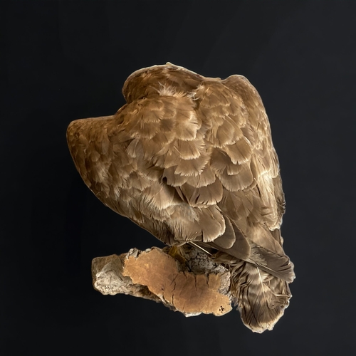 A LARGE TAXIDERMY BUZZARD WITH ITS PREY. MOUNTED ON WOODEN BASE. 41CM TALL