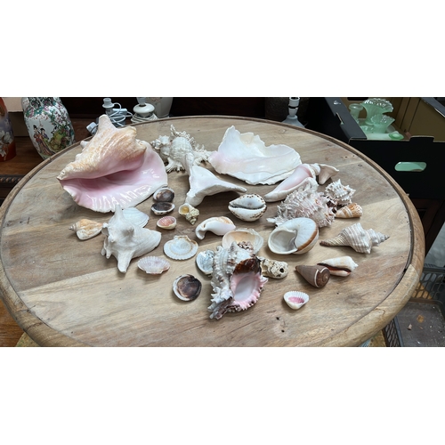 Group of c.30 natural marine shells comprising queen conch, murex, cone ...