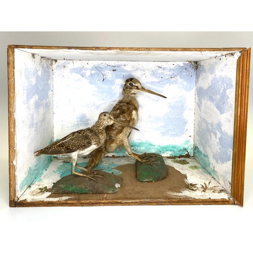 Wooden cased taxidermy of the long billed Snipe.