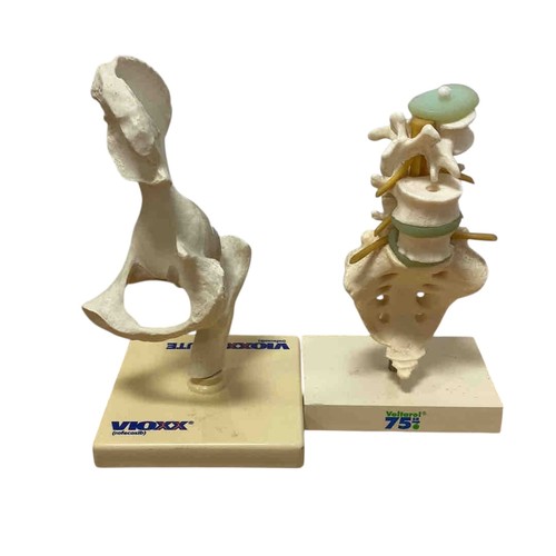 Pair of pharmaceutical promotional anatomical models: plastic hip joint ...