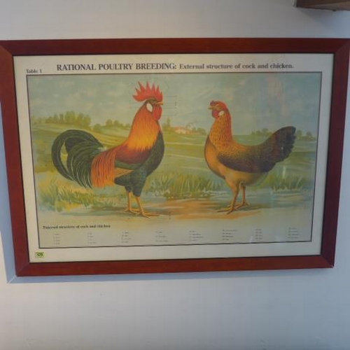 A framed print Rational Poultry Breeding - frame size 76cm x 108cm