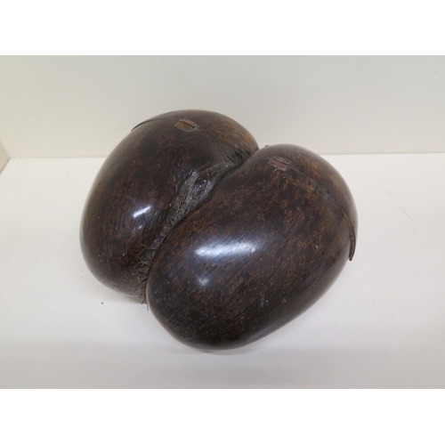 A Coco de Mer shell nut - Lodoicea Maldivica - with a hinged top - 28cm ...