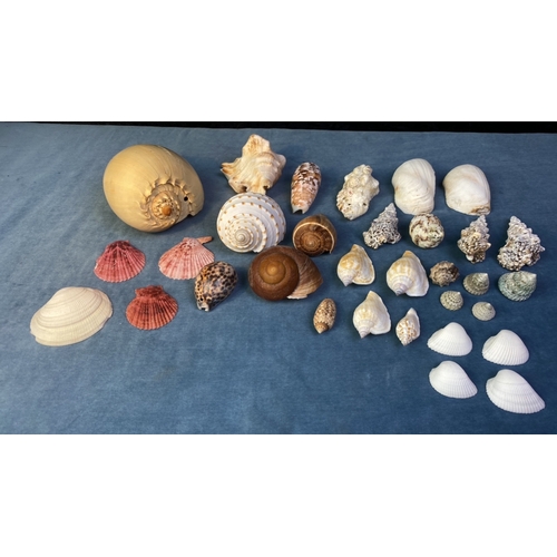 Second brilliant lot of seashells to bolster your seashell collection ...