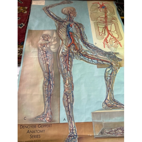 Large educational anatomical poster on wooden hangers ‘Denoyer Geppert ...