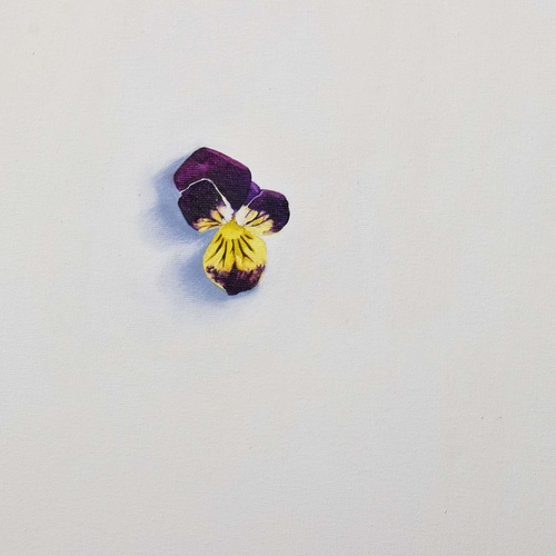LARA COBDEN. HEARTSEASE. oil on canvas, 92cm x 92cm.