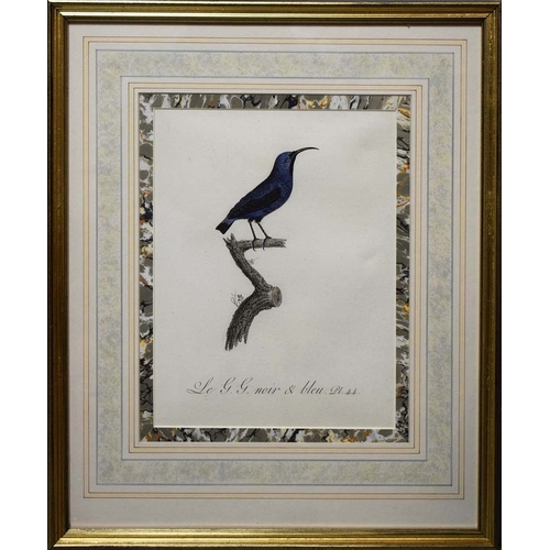 JEAN-BAPTISTE AUDEBERT (1759-1800). STUDIES OF BIRDS. Hand Coloured ...