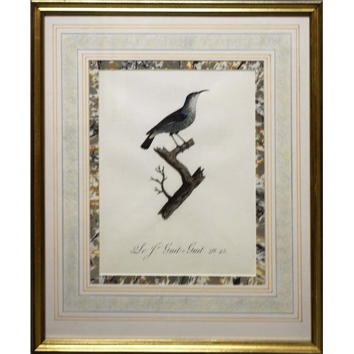 JEAN-BAPTISTE AUDEBERT (1759-1800). STUDIES OF BIRDS. Hand Coloured ...