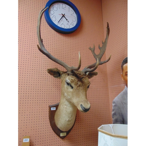 Taxidermy, six point antler Stag's head mounted on an oak shield, label ...