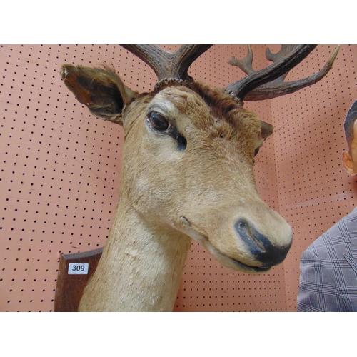 Taxidermy, six point antler Stag's head mounted on an oak shield, label ...