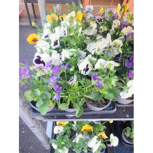 Tray Pansies