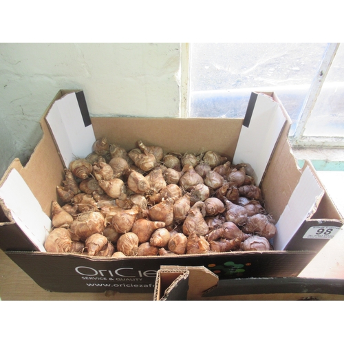 Tray Red Devon Daffodil Bulbs