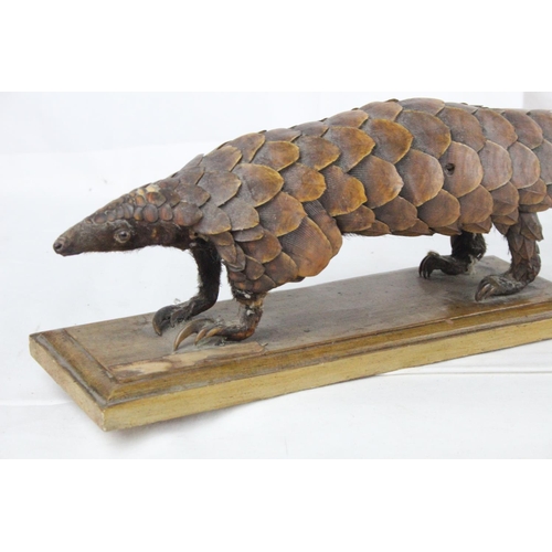 A stunning antique/ Victorian taxidermy Pangolin on wooden stand ...