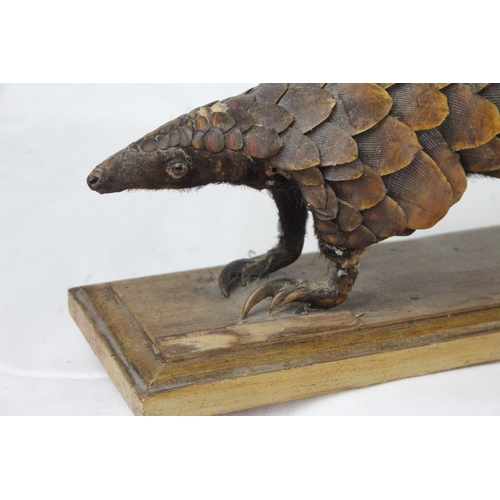 A stunning antique/ Victorian taxidermy Pangolin on wooden stand ...