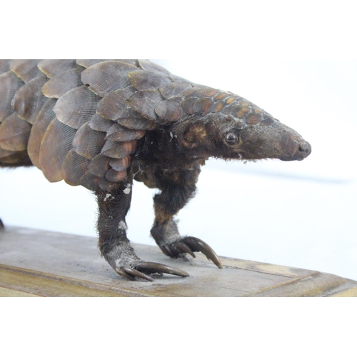 A stunning antique/ Victorian taxidermy Pangolin on wooden stand ...