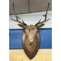 TAXIDERMY STAGS HEAD ON SHIELD PLAQUE