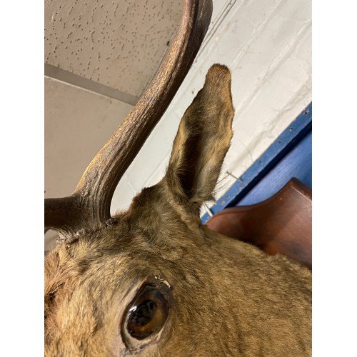 TAXIDERMY STAGS HEAD ON SHIELD PLAQUE