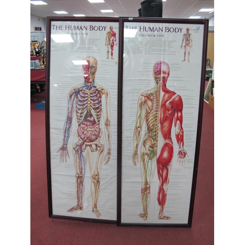 Pair of Human Body Posterior View Doctors Diagrams, circa 2000, in ...