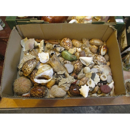 Box of Shells etc