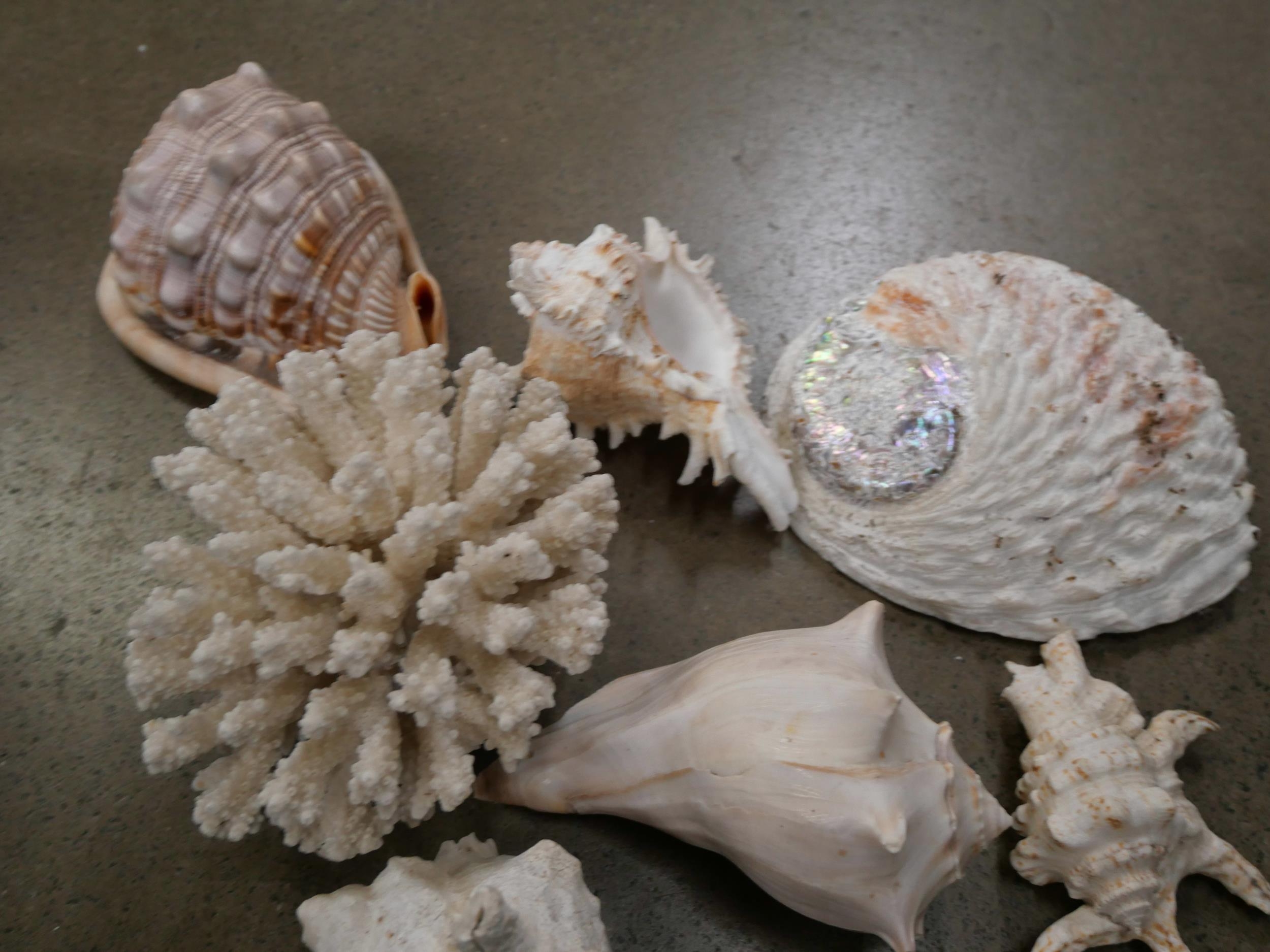 A box of assorted sea shells and coral **PLEASE NOTE THIS LOT IS NOT ...