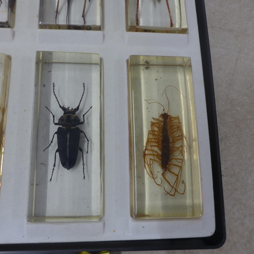 4 display cases each containing 15 bugs and insects encased in resin, a ...