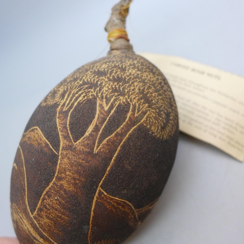 An Australian Aboriginal Baobab nut (No.11295) with certificate, 17cm ...