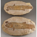 A complete Fish fossil within limestone, Eocene, circa 60 million years ...
