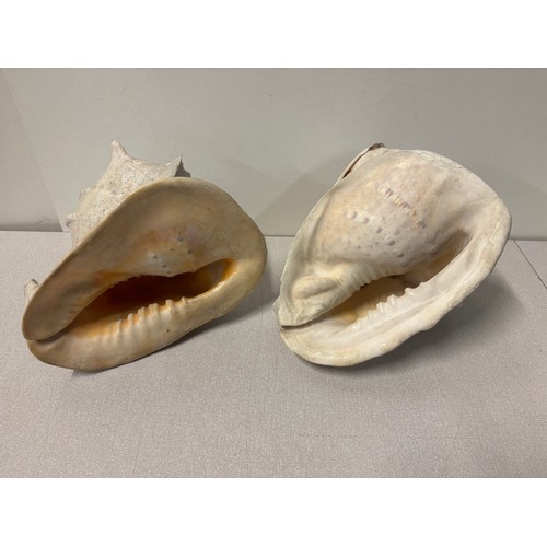 A pair of large Queen helmet conch sea shells, 8" tall.