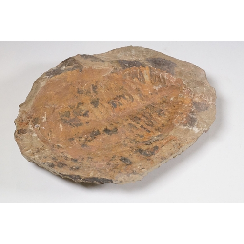 Fossil trilobite, 400 million years old, pair of stones showing the ...