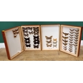 Lepidoptery; Two folding Lepidopterist's Cabinets containing a finely ...