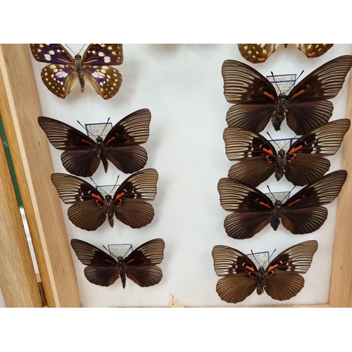 Lepidoptery; Two folding Lepidopterist's Cabinets containing a finely ...