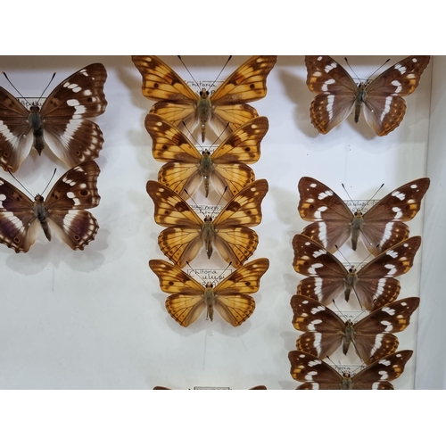 A folding lepidopterist's Case containing an extensive collection of ...