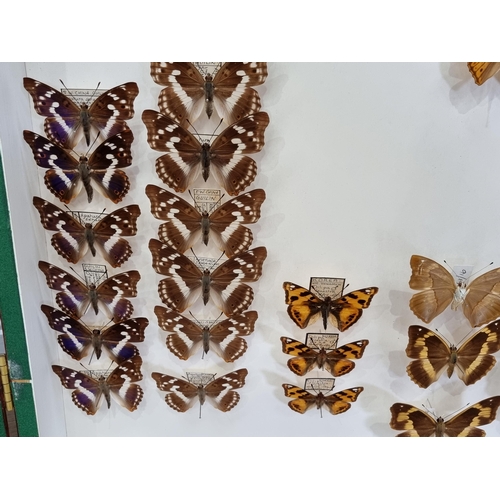 A folding lepidopterist's Case containing an extensive collection of ...